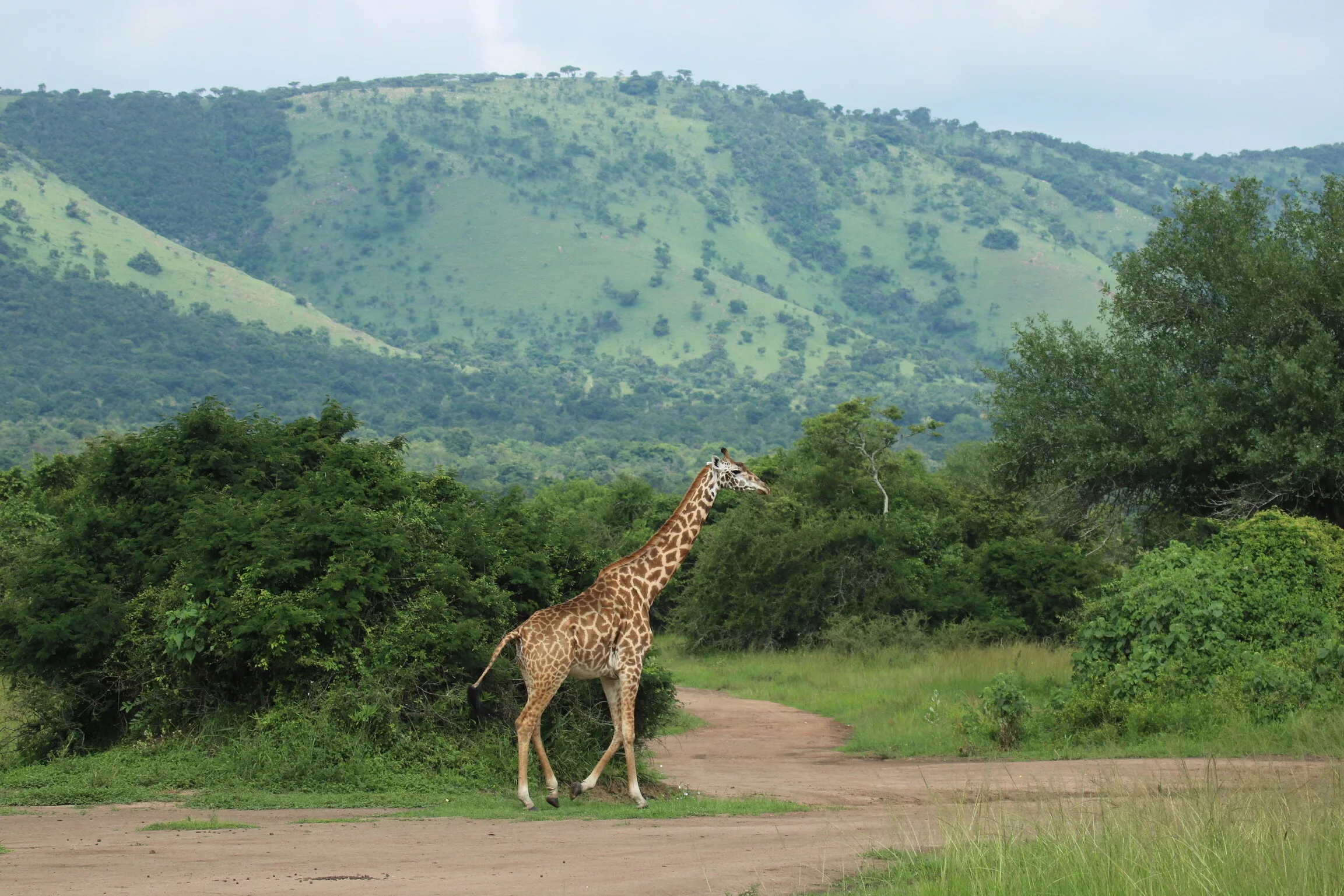 About us - The team behind Travel Rwanda Visa